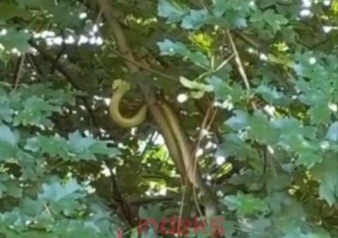 Gjarpëri gjigant në Vrellë të Istogut – Disidenti